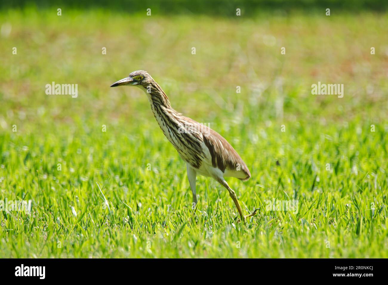 Chinese pond heron On the lawn, Chinese pond heron, Ardeola bacchus is ...