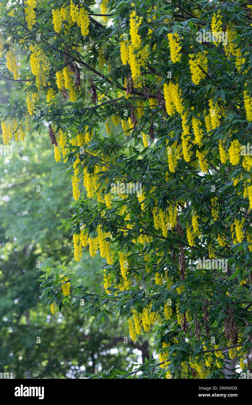 A flowering laburnum tree Stock Photo - Alamy