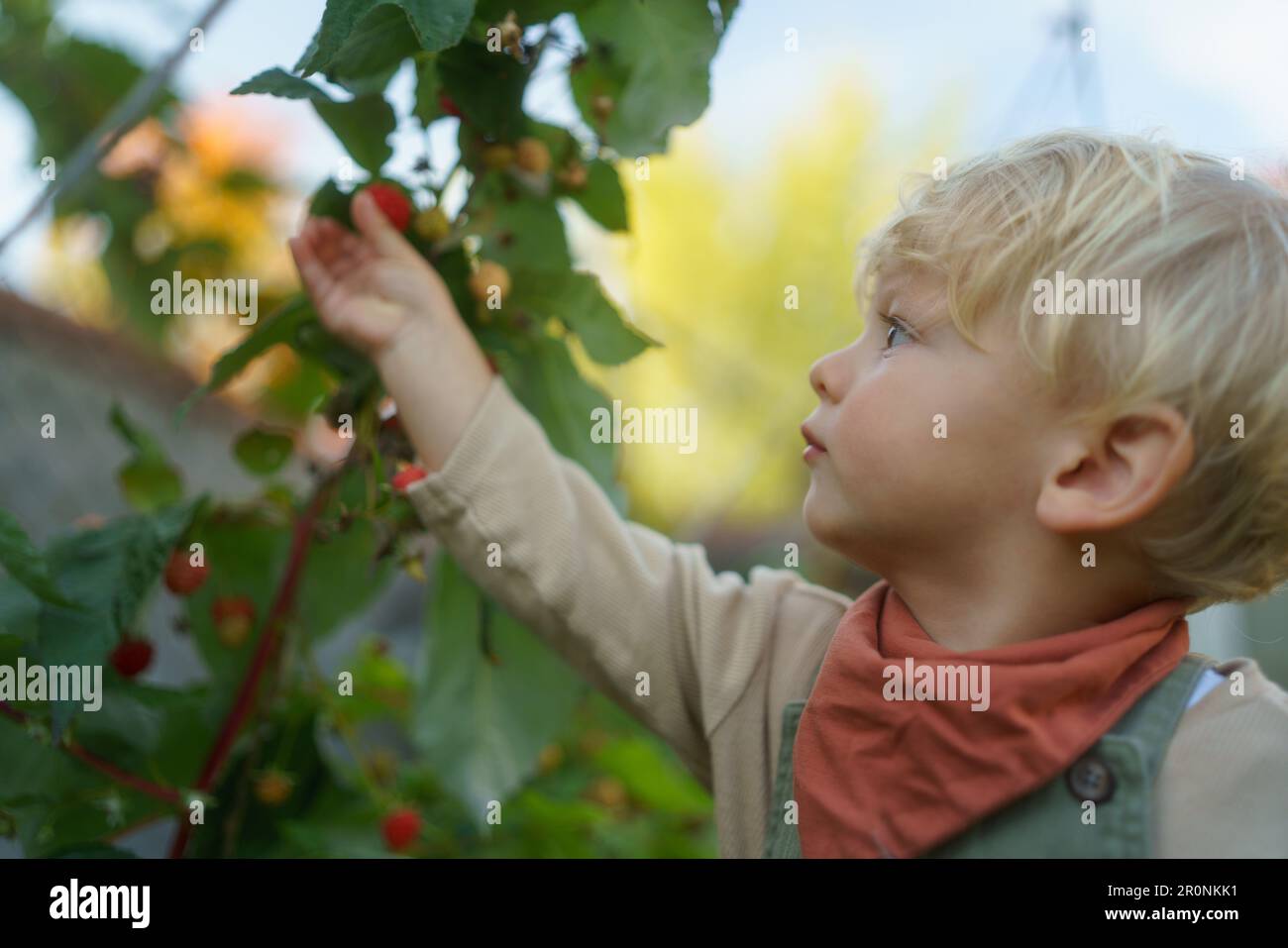 Happy little boy harvesting and eating raspberries Stock Photo - Alamy