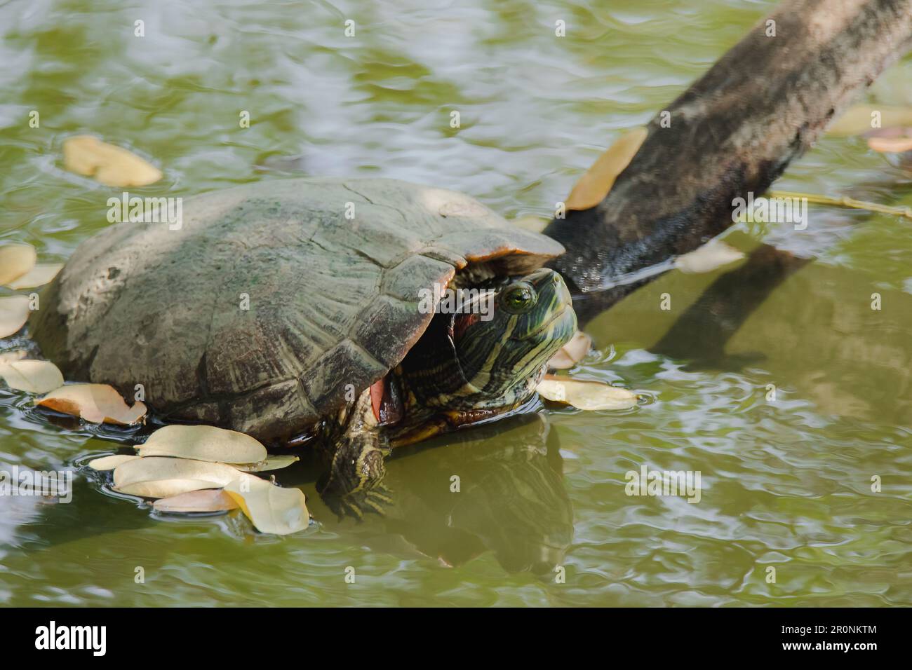 The turtle is on a branch above the swamp, the turtle is considered to ...