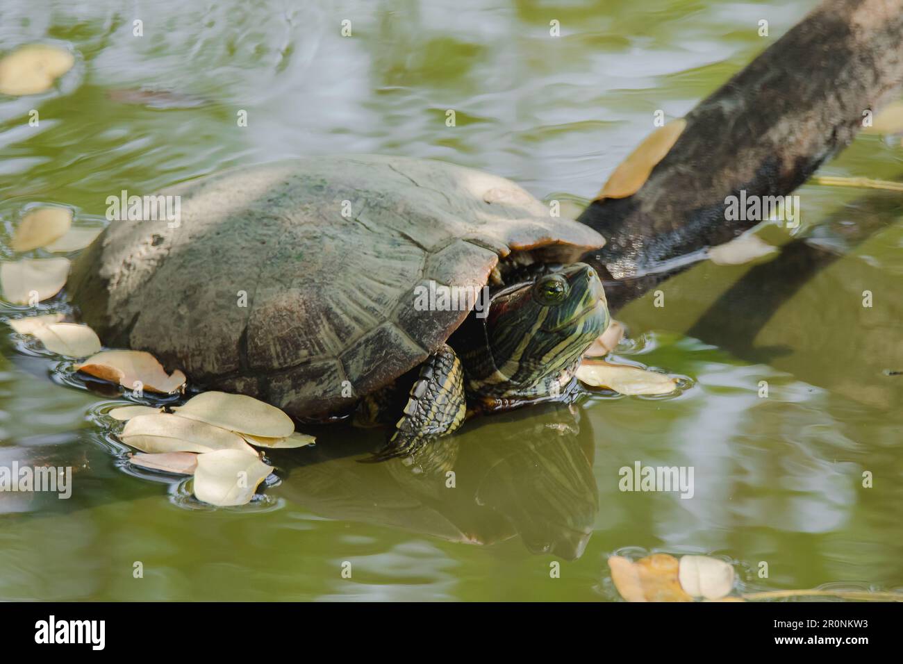 The turtle is on a branch above the swamp, the turtle is considered to ...