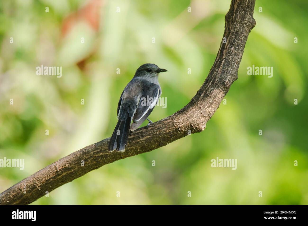 Oriental magpie robin is on a branch, Oriental magpie robin is a bird ...