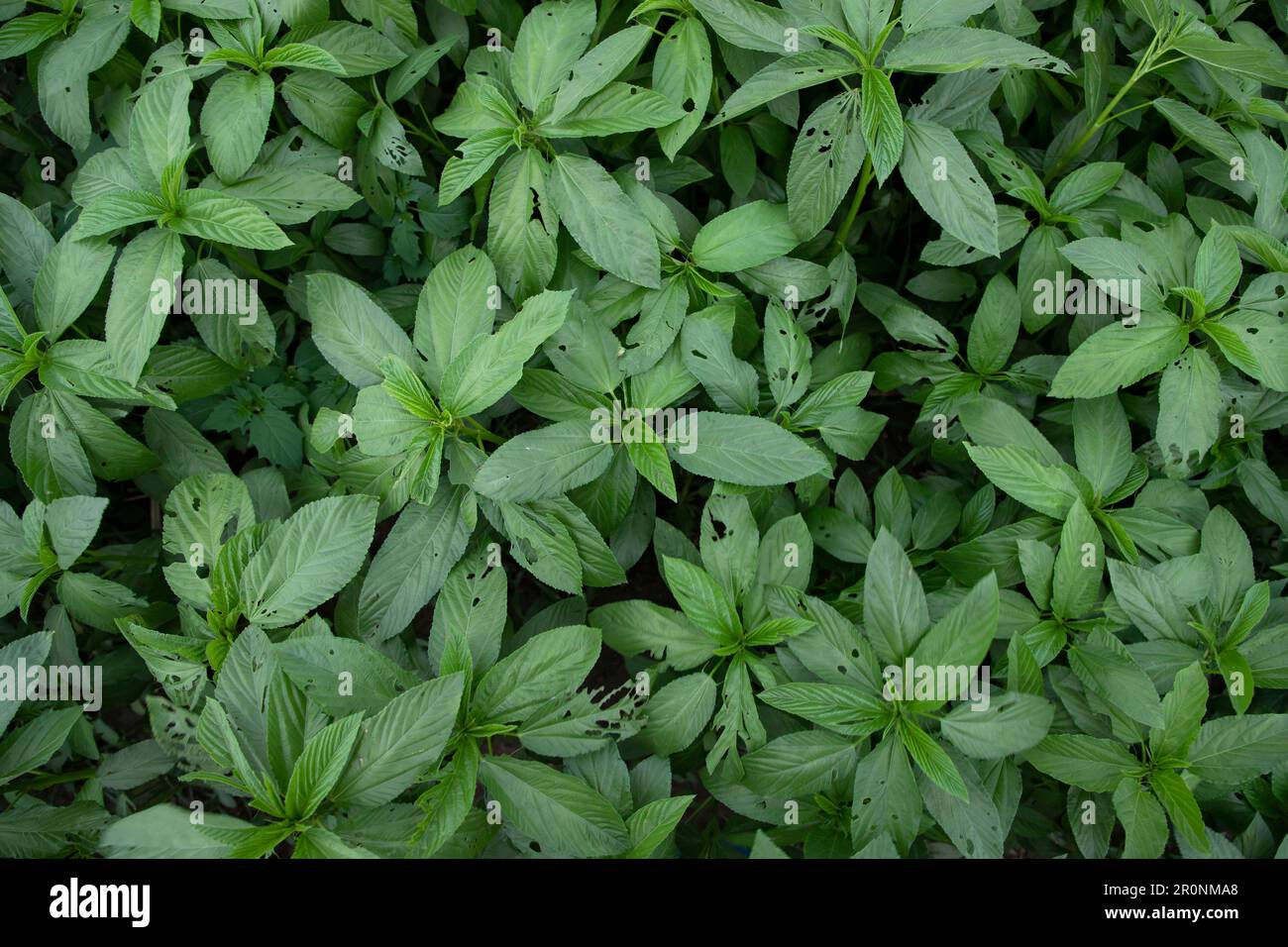 Green raw Jute Plant top view pattern texture can be used as a ...