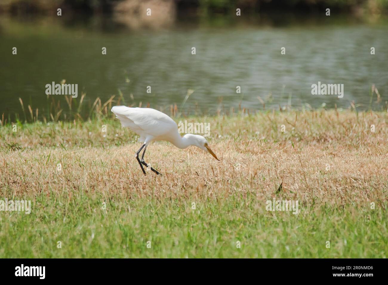 Egret walking on the lawn, egret A bird In the ranking herons have ...