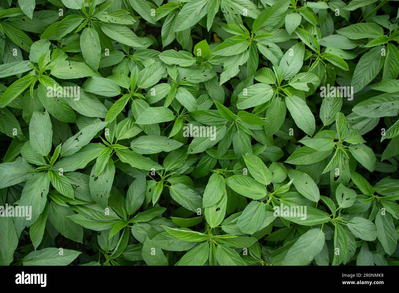 Green raw Jute Plant top view pattern texture can be used as a ...
