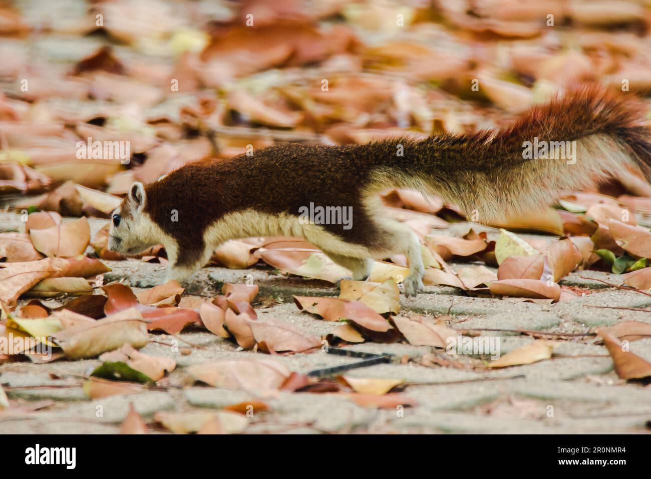 Squirrels are walking on the ground, squirrels are mammals. Has a small ...