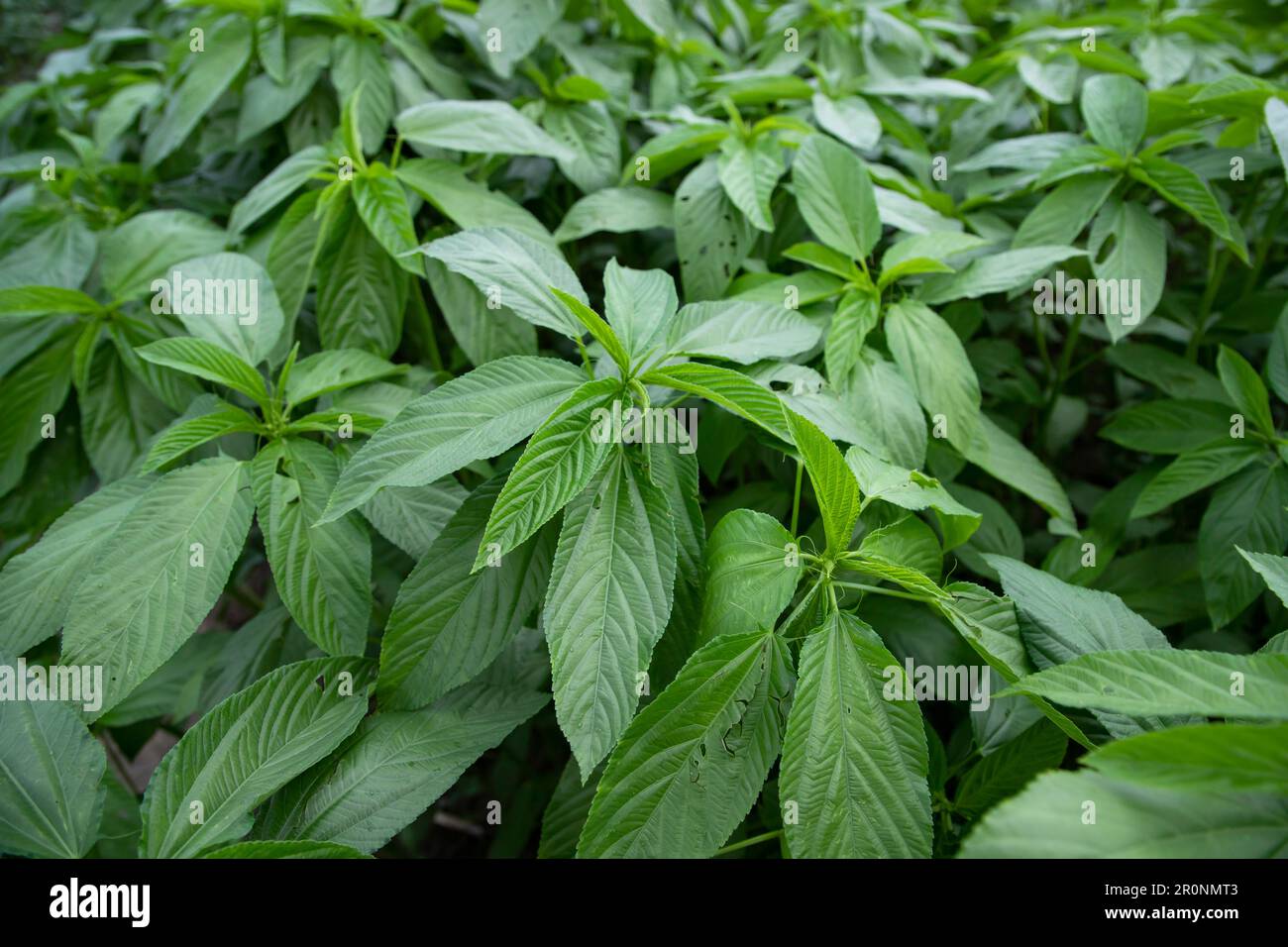 Green raw Jute Plant top view pattern texture can be used as a ...