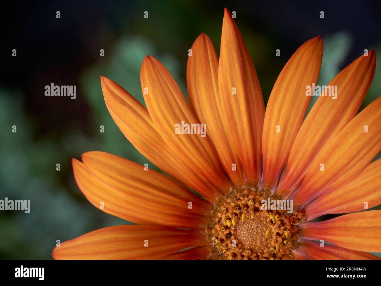 close-up of beautiful bright orange gerbera daisy flower, aka gerbera ...