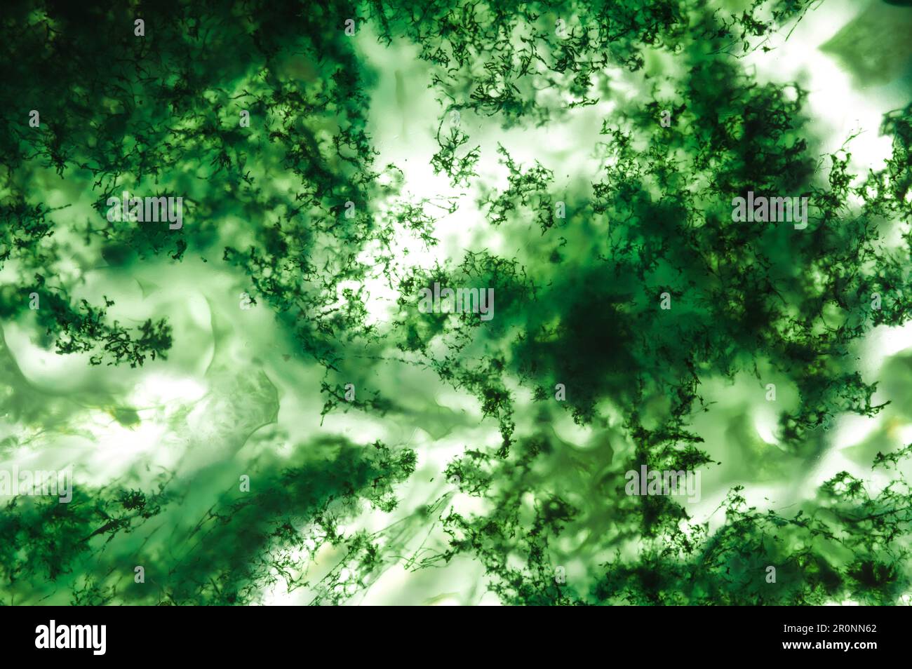 green Moss agate inclusion. macro detail texture background. close-up ...