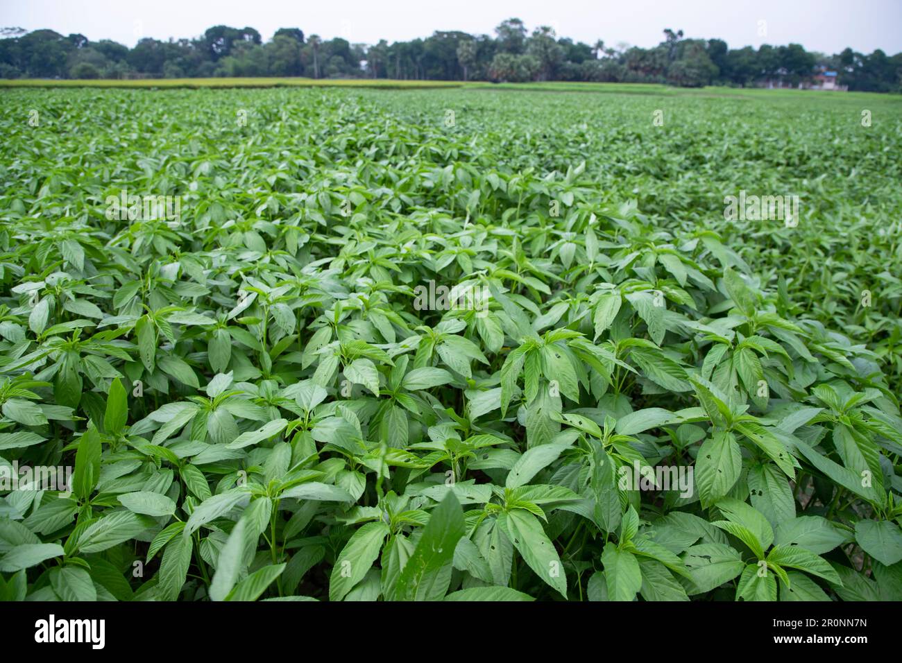 Jute Plant Field
