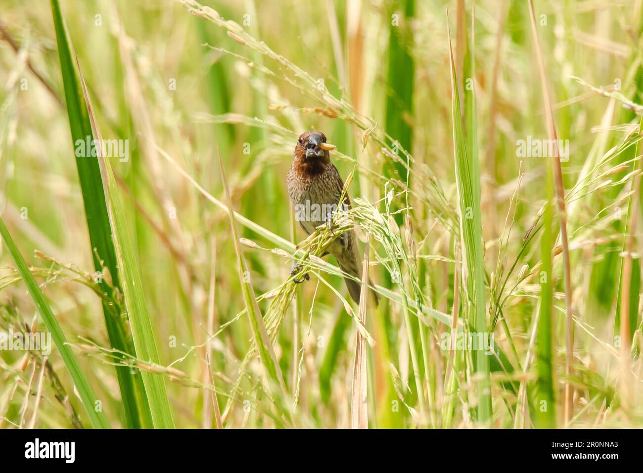Scaly-breasted Munia is on the rice plant. , Scaly-breasted Munia ...