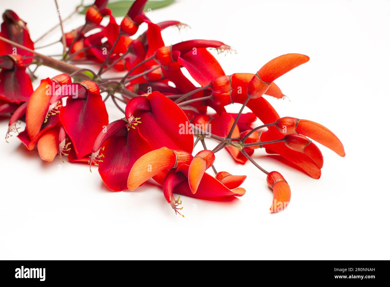 A branch with ceibo flowers on a white background with copy space Stock ...