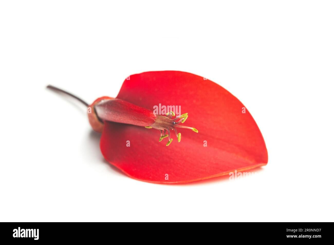 Ceibo Cut Out Stock Images & Pictures - Alamy