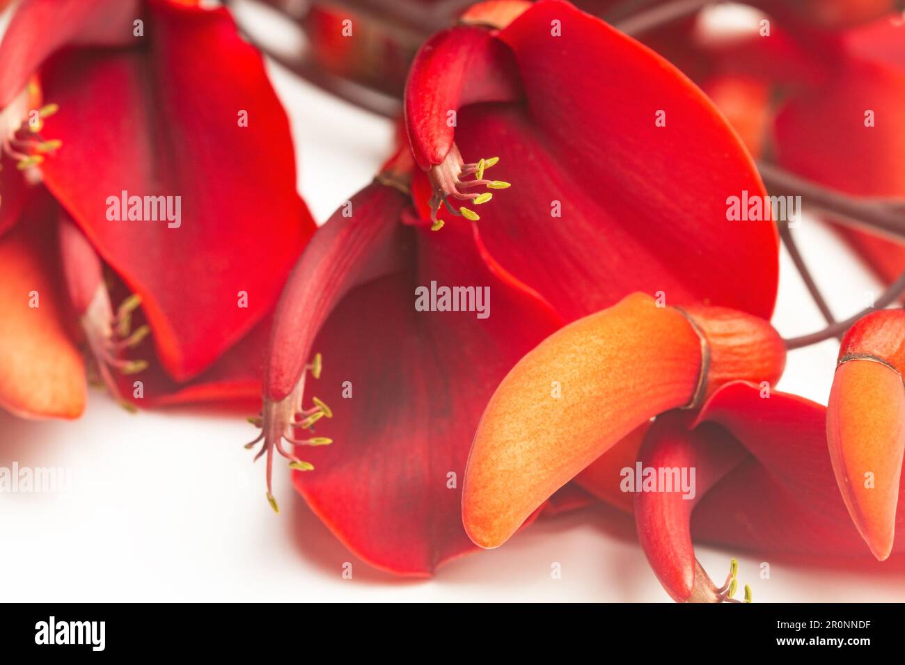 A branch with ceibo flowers on a white background in a close up view ...