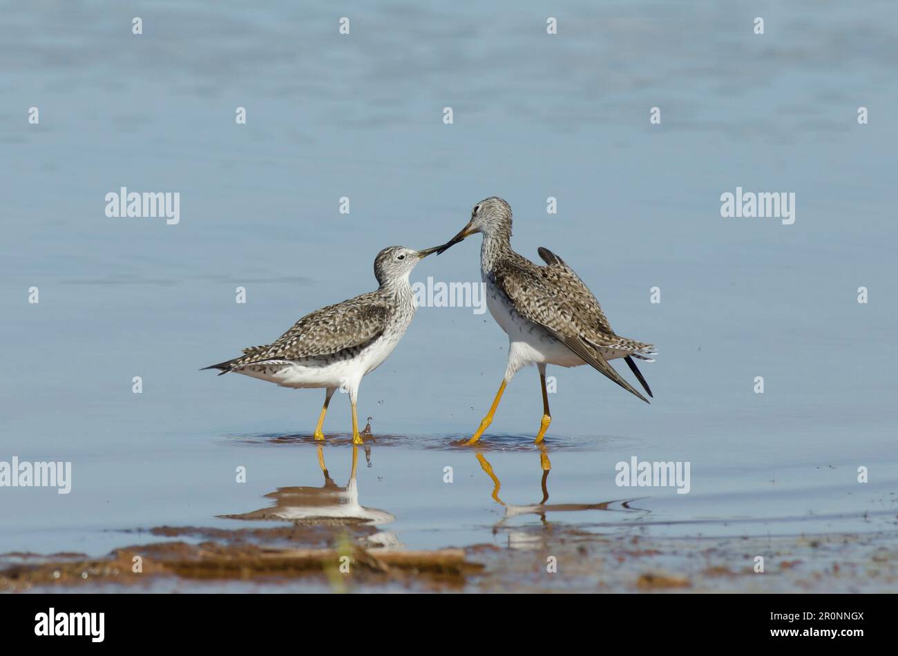 Greater Yellowlegs, Tringa melanoleuca, fighting Stock Photo - Alamy