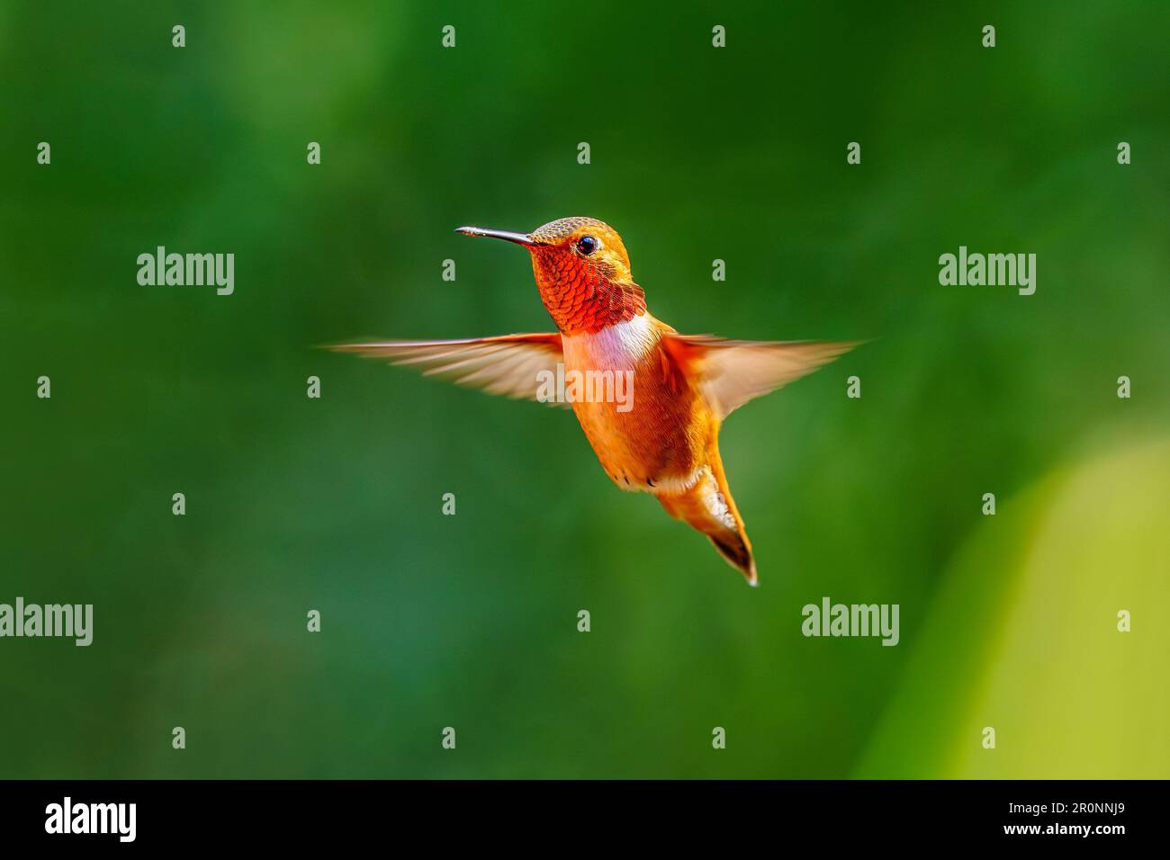 A a bright orange male Rufous Hummingbird (Selasphoris rufus) hovering ...