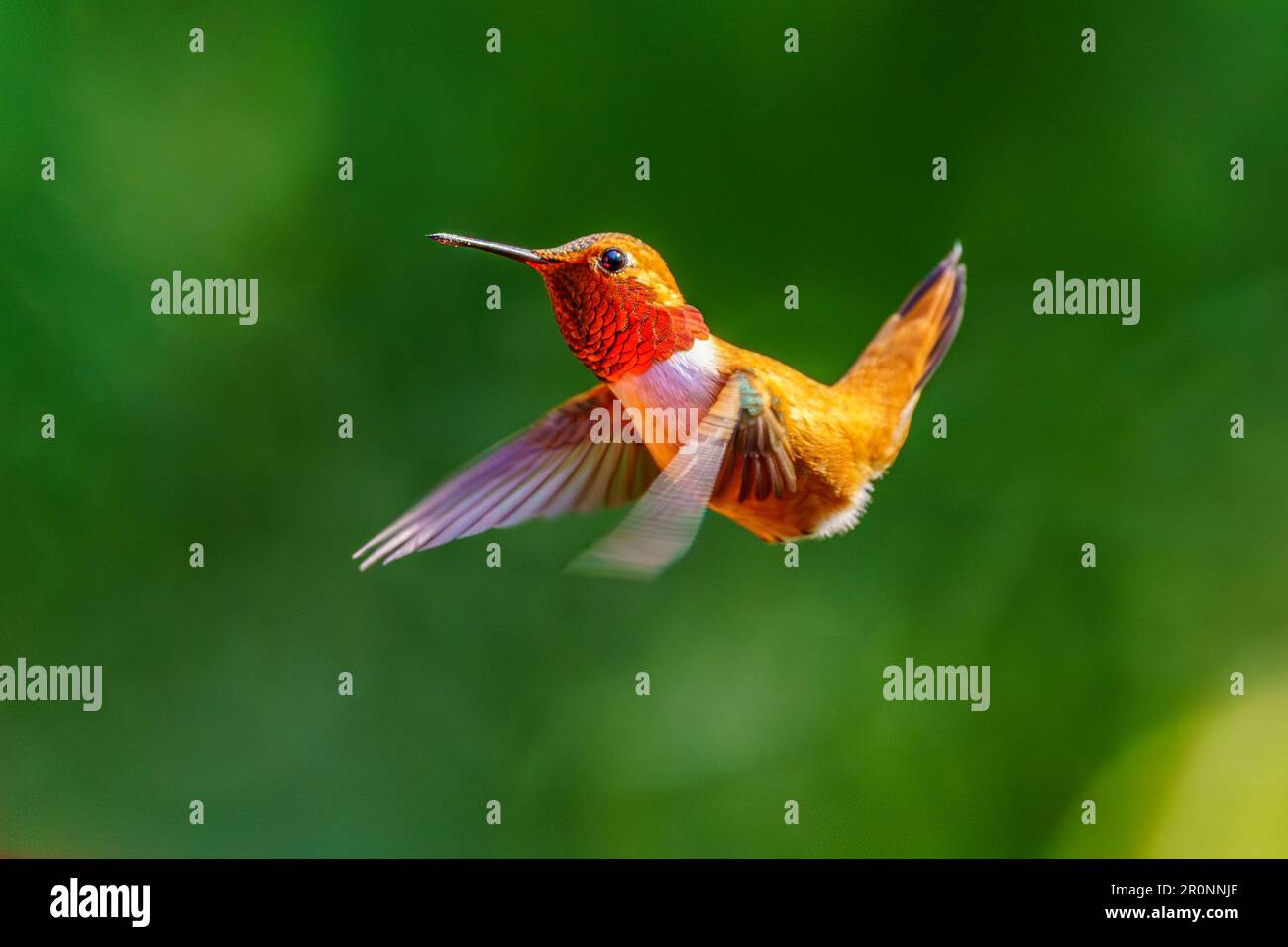 Rufus hummingbird male in hi-res stock photography and images - Alamy