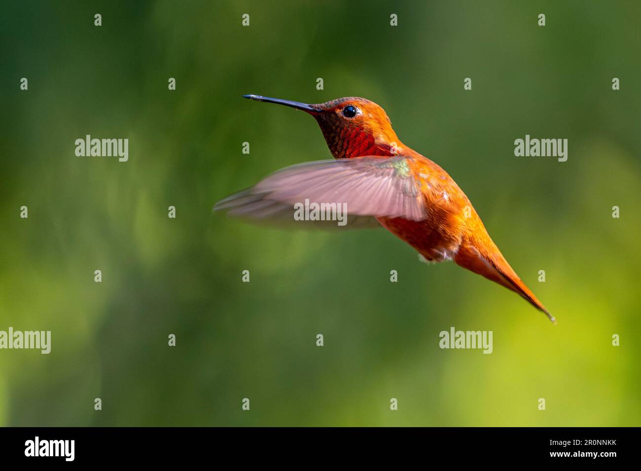 Rufus hummingbird male in hi-res stock photography and images - Alamy