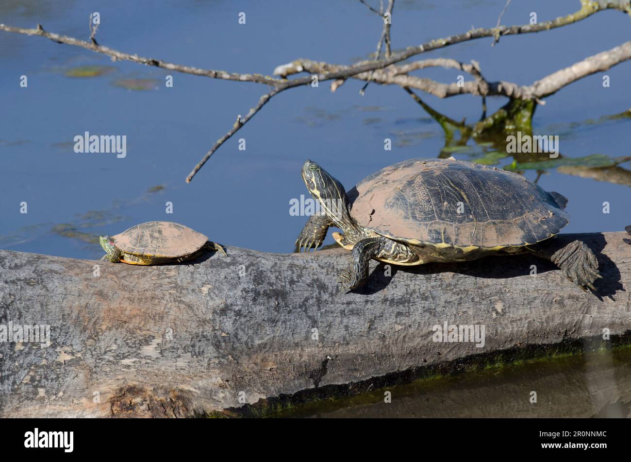 Red-eared slider, Trachemys scripta elegans, and Eastern River Cooter ...