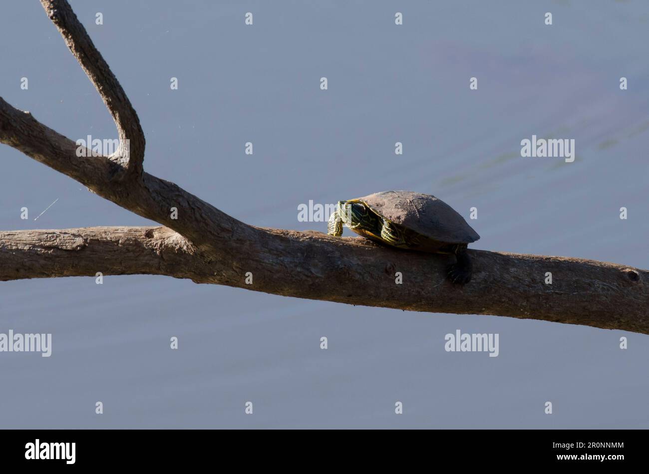 Red-eared slider, Trachemys scripta elegans, basking Stock Photo - Alamy