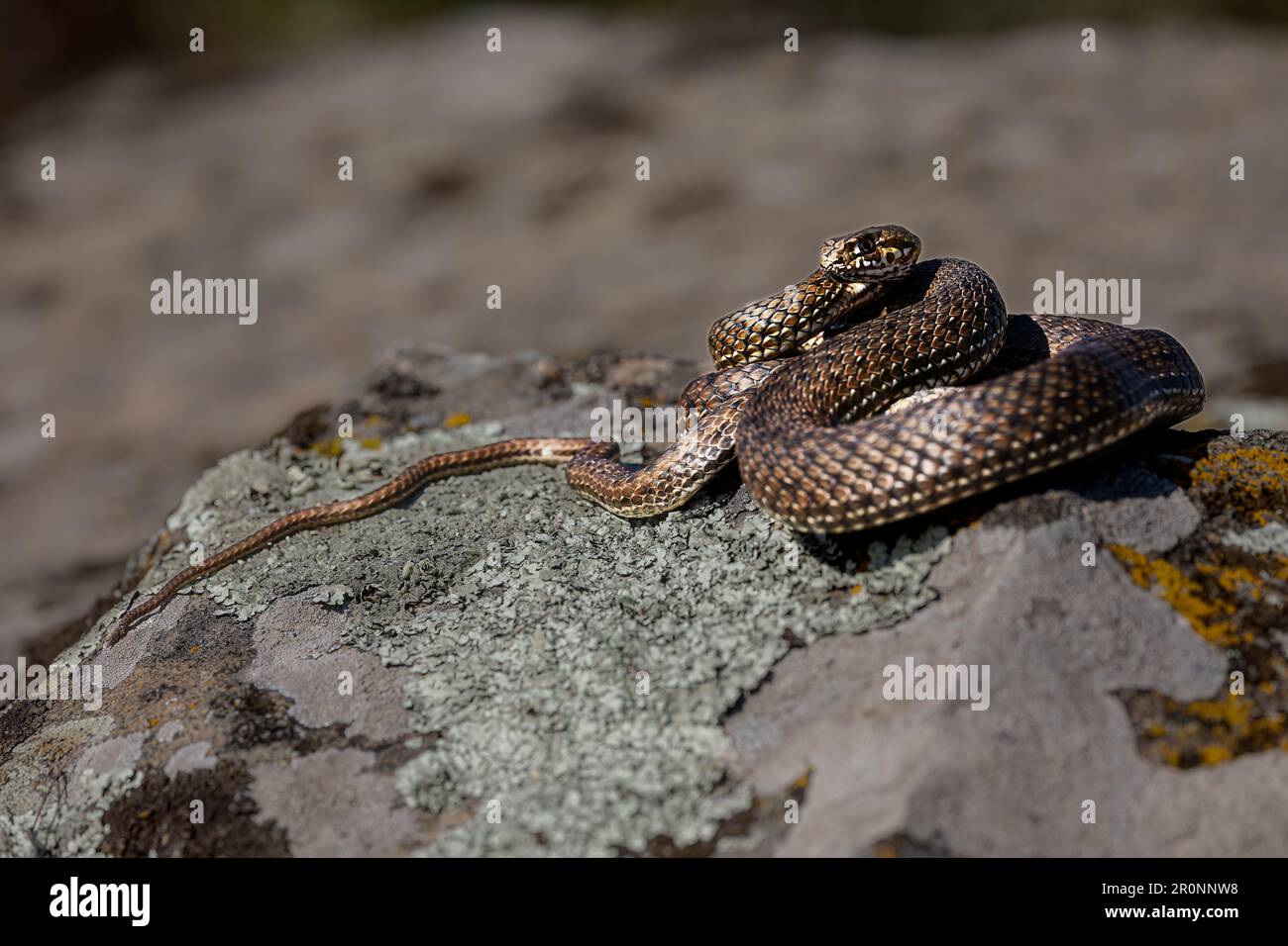 Olive green snake hi-res stock photography and images - Alamy