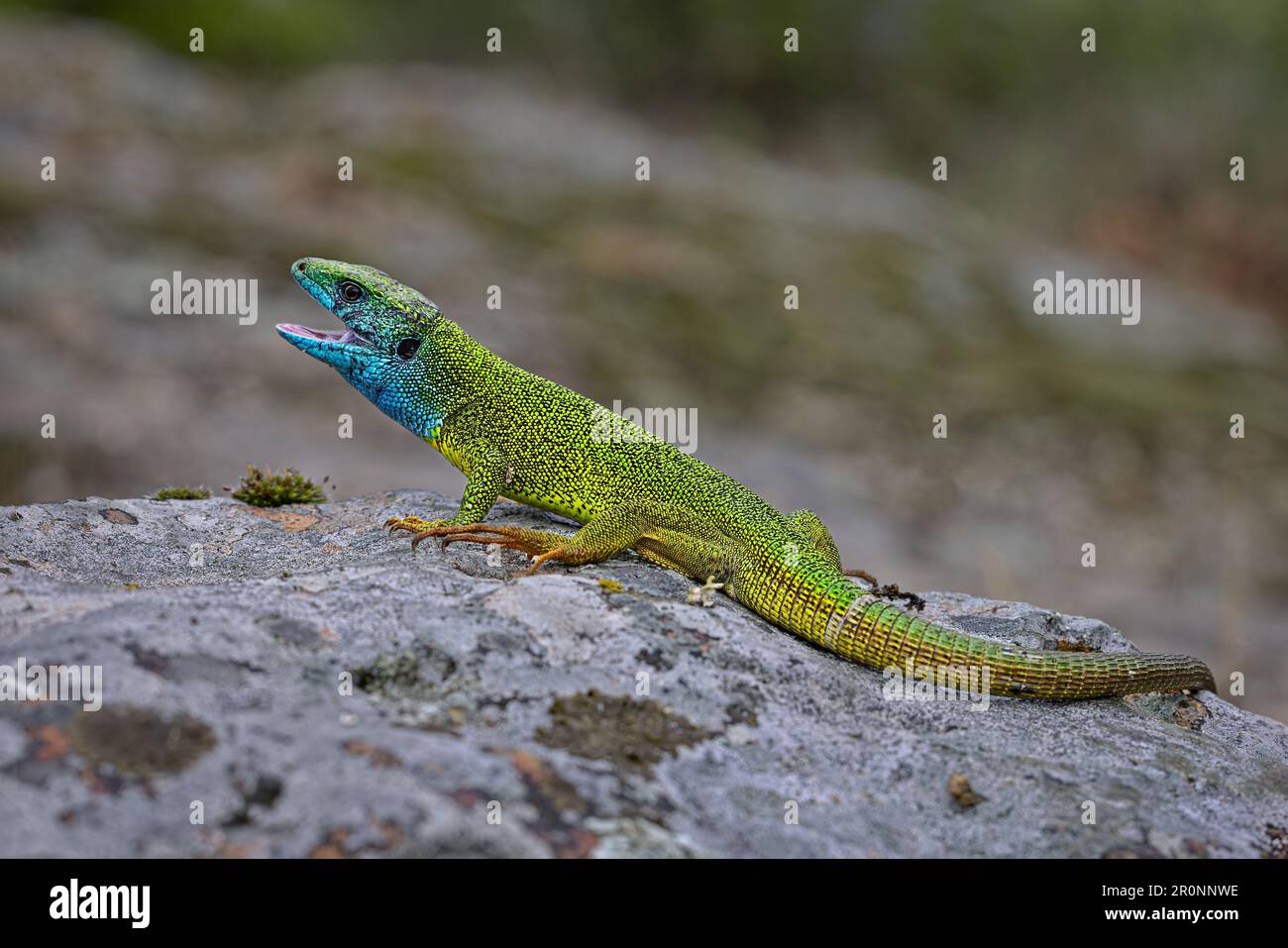 Blue spots lizard hi-res stock photography and images - Alamy