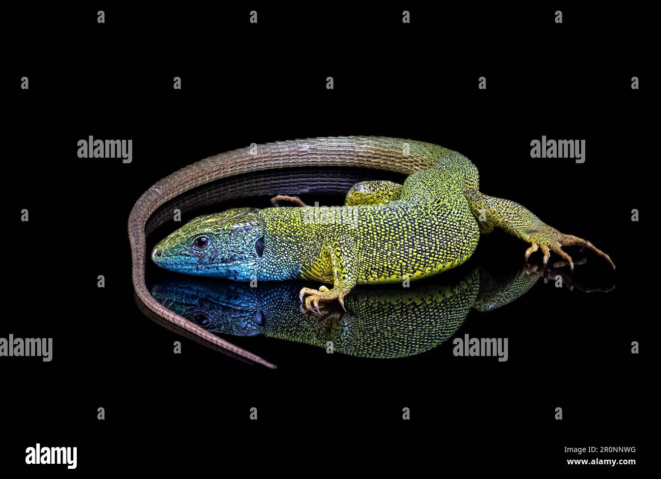 European Green Lizard Stock Photo - Alamy