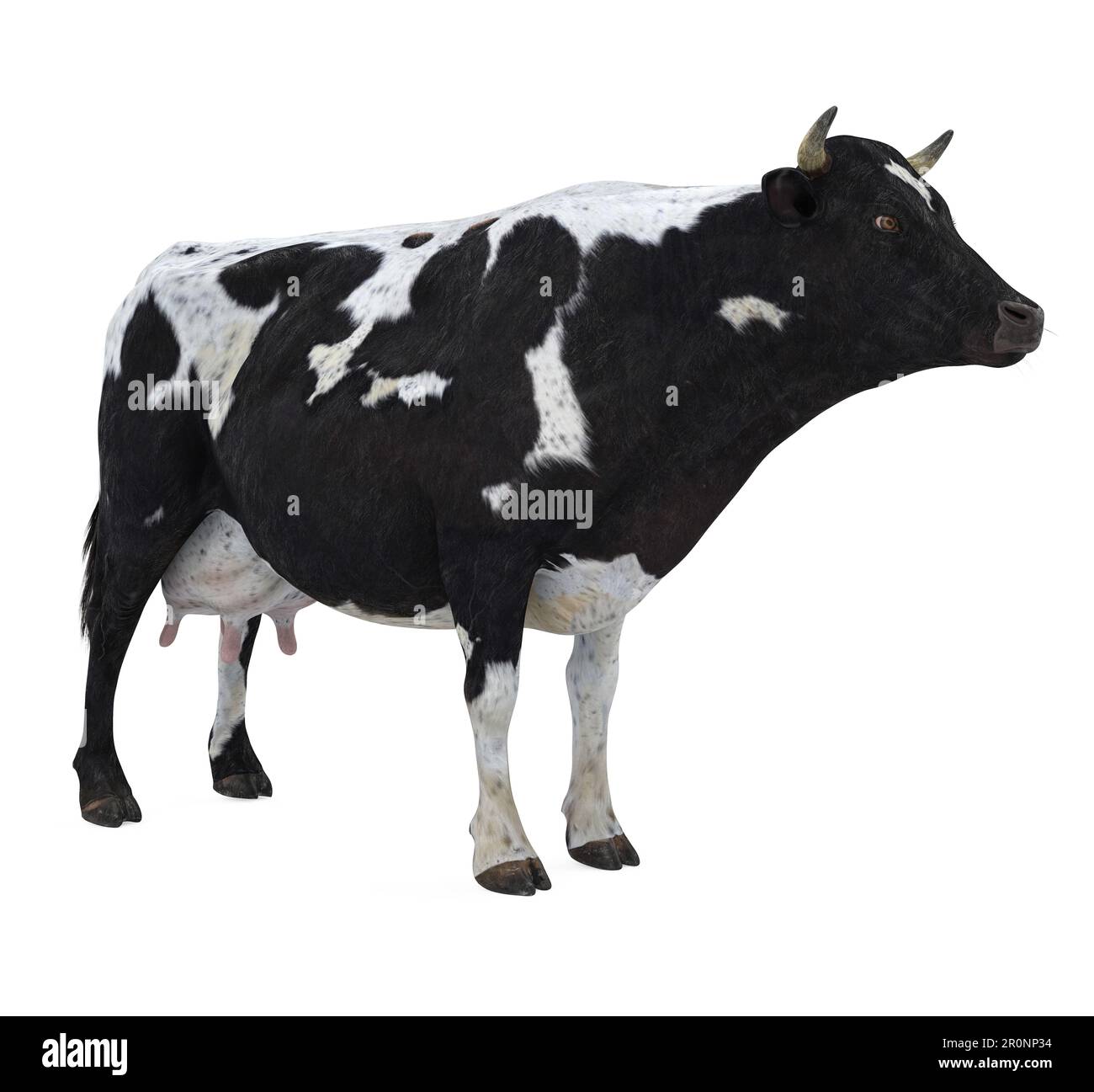 Isolated cattle hi-res stock photography and images - Alamy