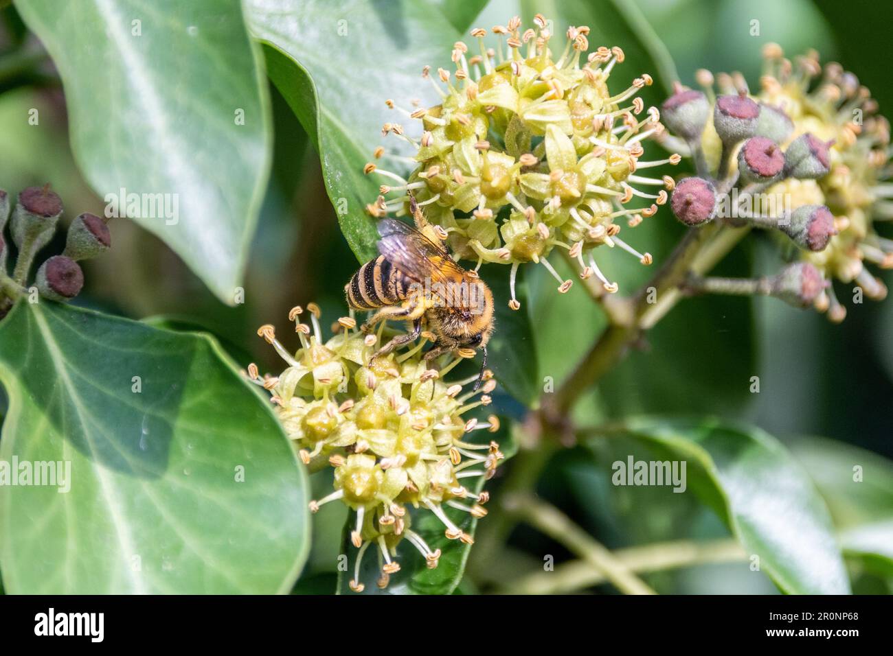 An ivy bee, Colletes hederae, a species of solitary bee, feeding on the ...