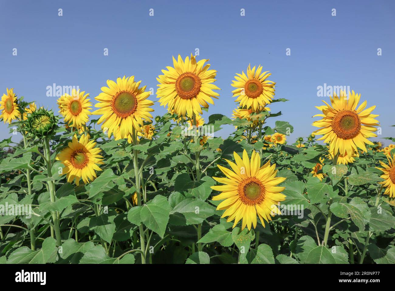 Beautiful Sunflower field with many big sunflowers with blue sky ...