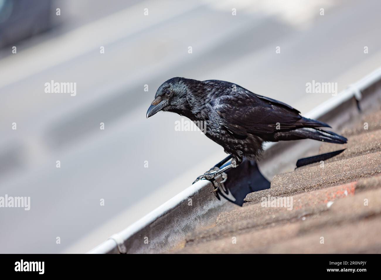 deep black raven stands on the gutter Stock Photo - Alamy