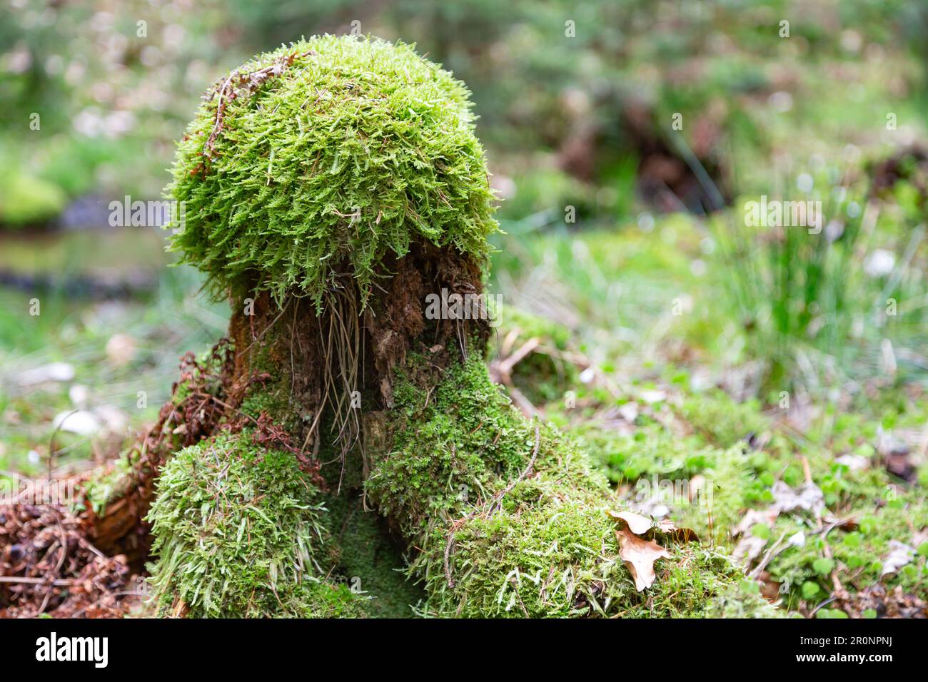 moss grows on a small tree stump Stock Photo - Alamy