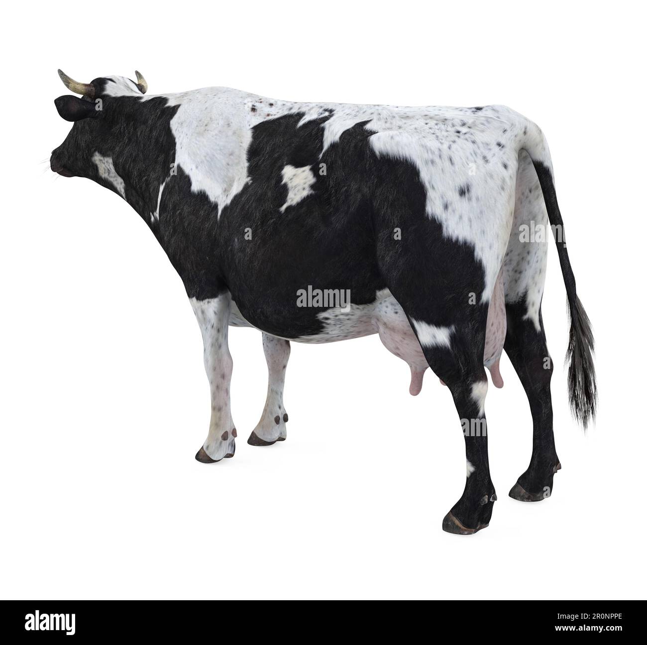 Isolated cattle hi-res stock photography and images - Alamy