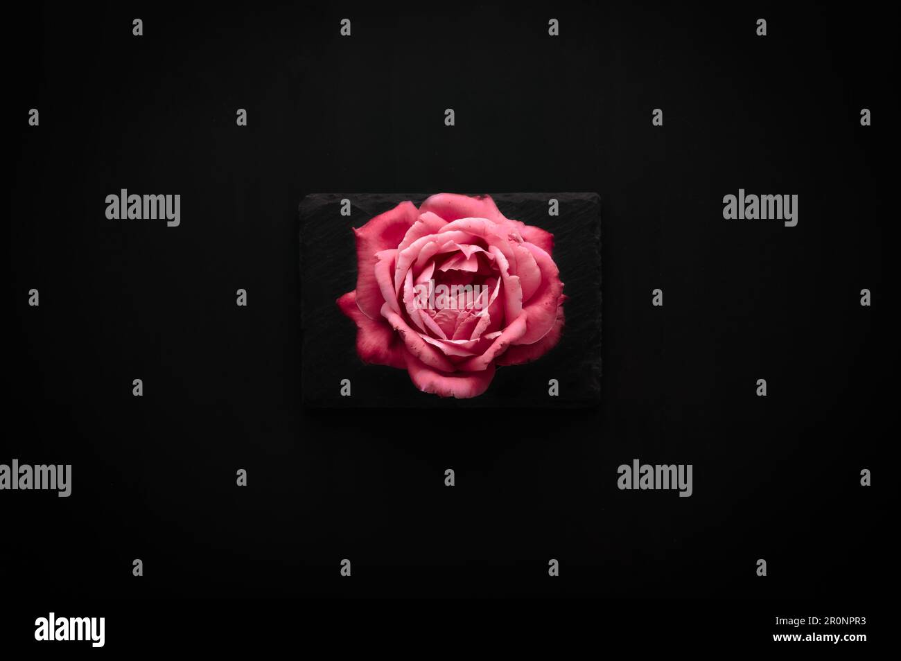 rose top view on black background Stock Photo - Alamy
