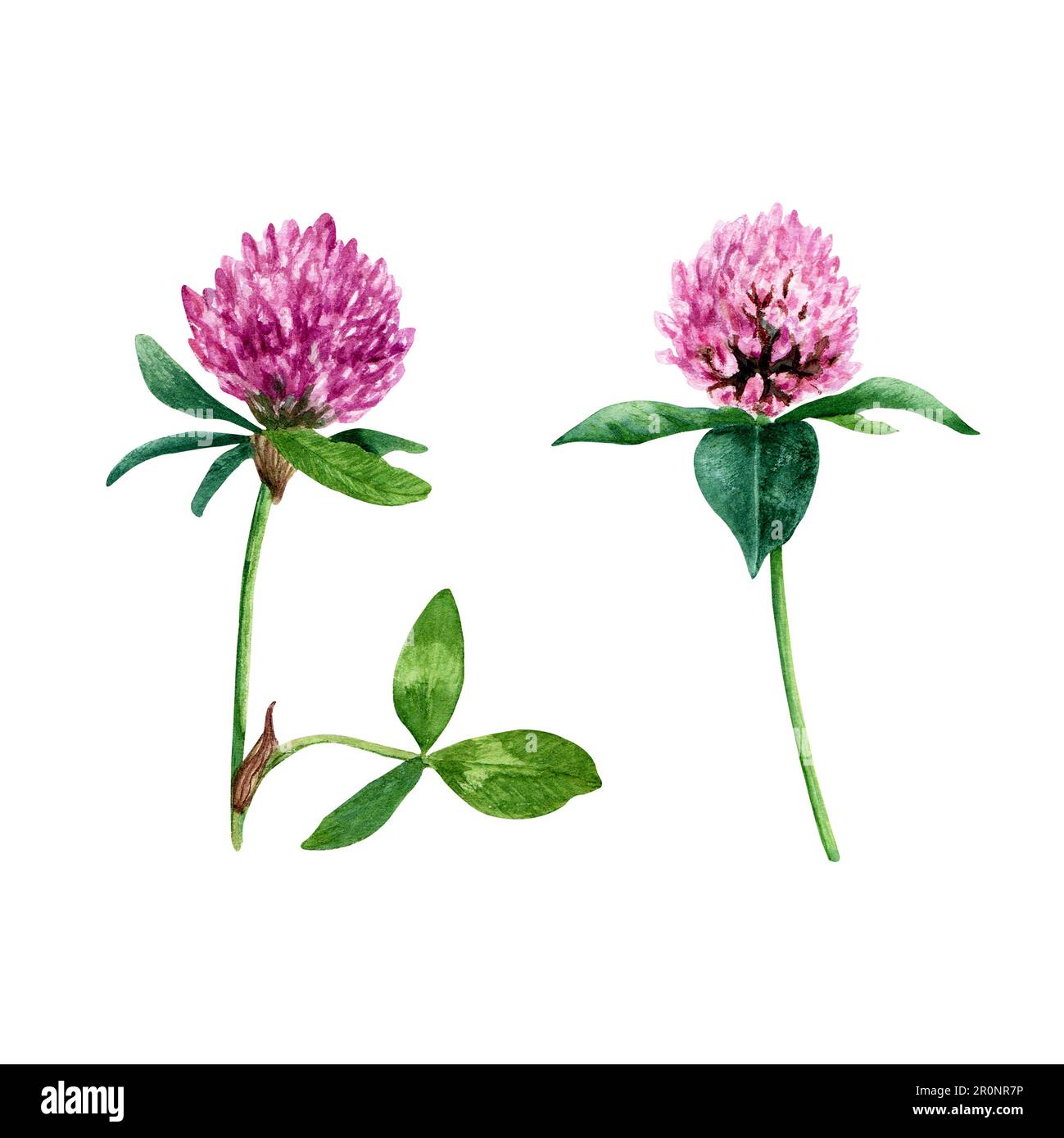 Red clover plant branch set hand drawn wtercolor illustration isolated on white Stock Photo - Alamy