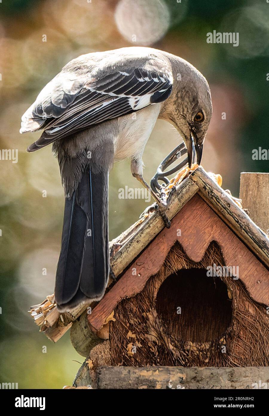 A Northern Mockingbird on the birdhouse roof Stock Photo - Alamy