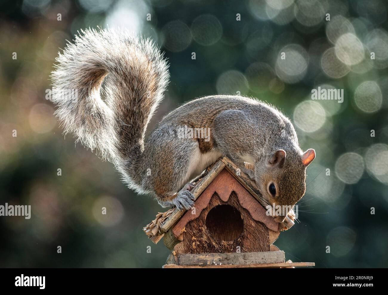 Squirrel comes to the backyard deck Stock Photo - Alamy