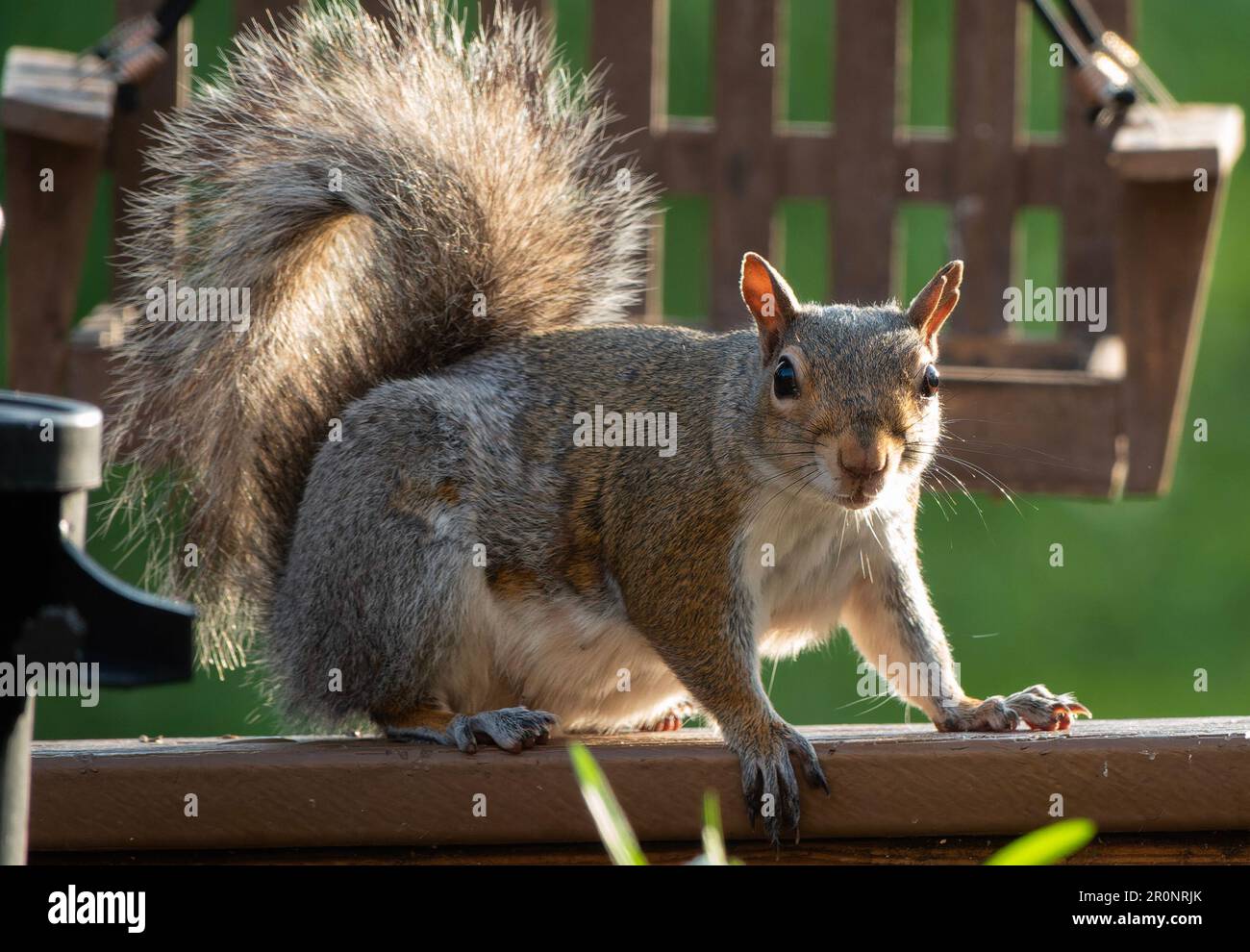 Squirrel comes to the backyard deck Stock Photo - Alamy