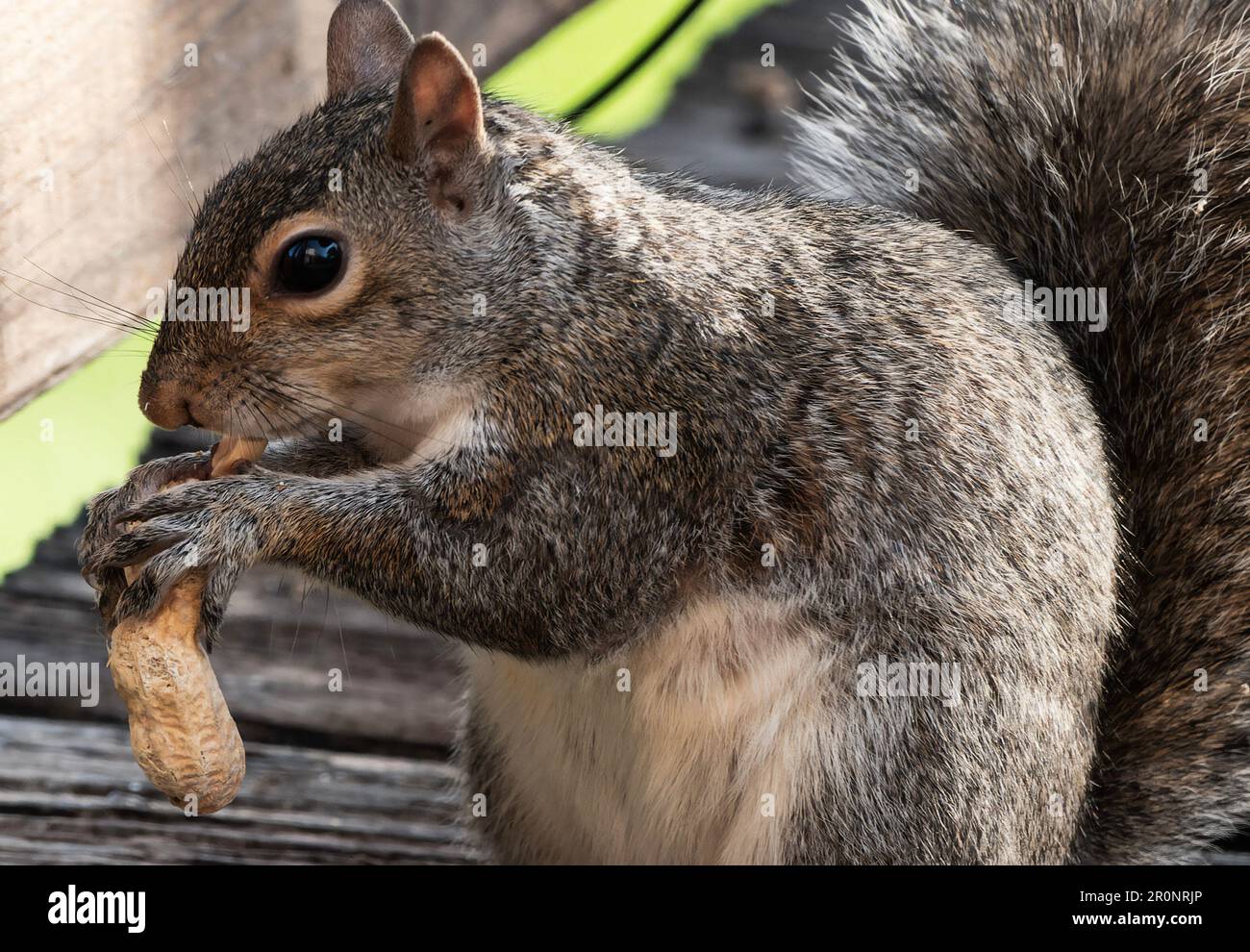 Squirrel comes to the backyard deck Stock Photo - Alamy