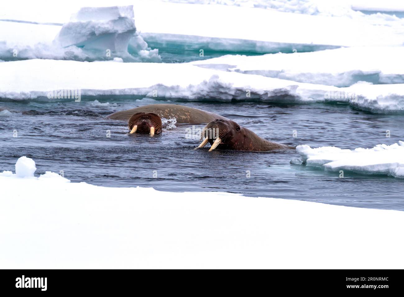 Adult walruses, Odobenus rosmarus, swimming in the Arctic Ocean off the ...