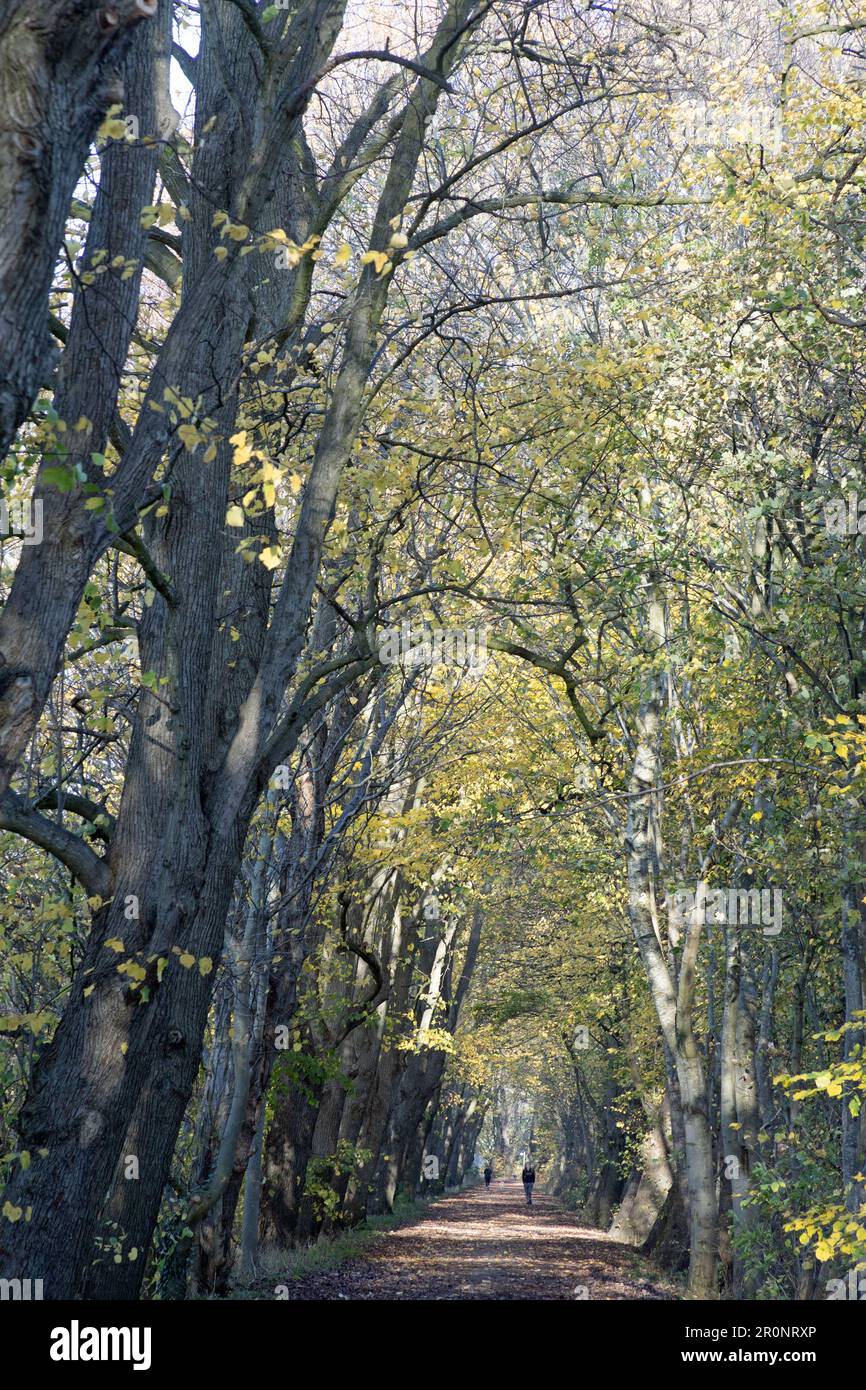 Lancaster Canal Tramroad now a footpath running from Bamber Bridge ...