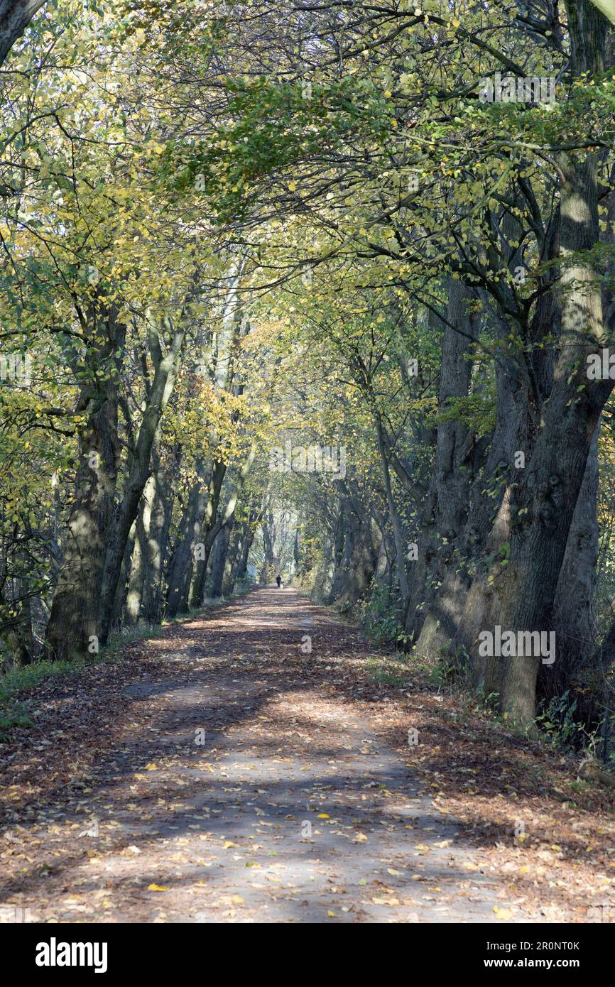 Lancaster Canal Tramroad now a footpath running from Bamber Bridge ...