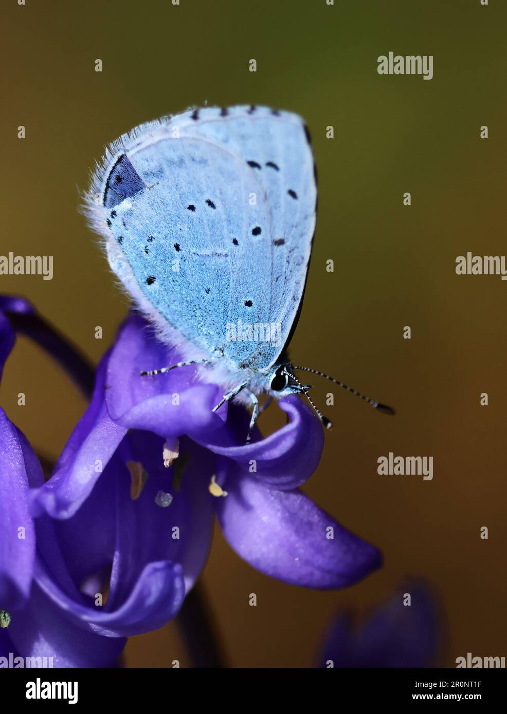 Side view of a Holly Blue butterfly on a blue flower Stock Photo - Alamy
