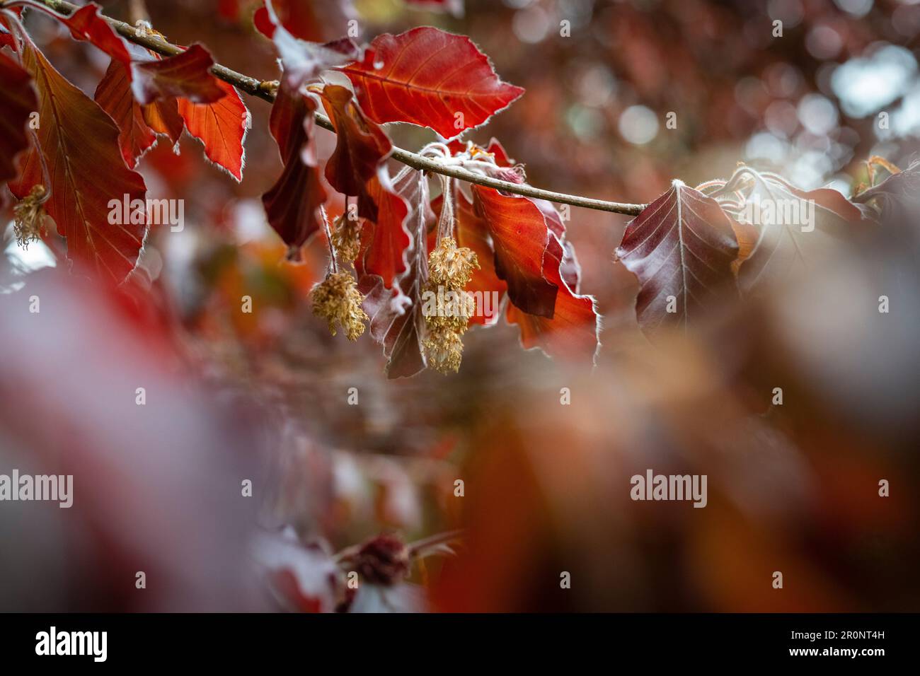 Red leaves blowing in the wind Spring 2023 Stock Photo - Alamy