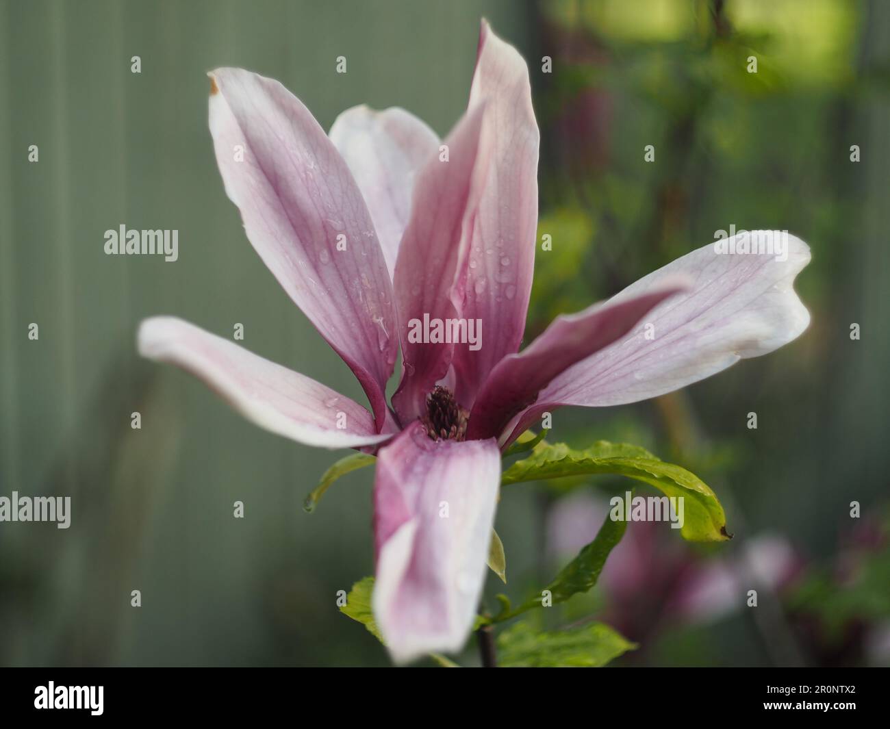 Purple magnolia flower "liliiflora nera Stock Photo - Alamy