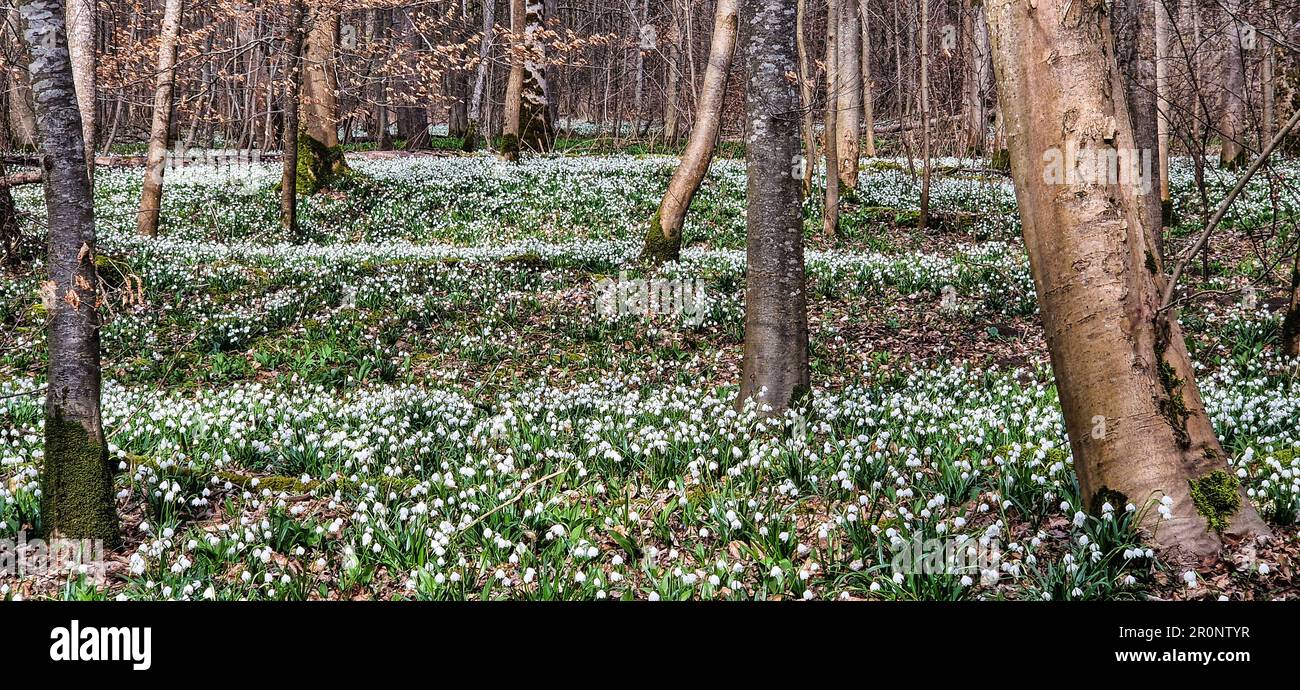 Snowflake Forest. Lovely white and wild Snowflake Leucojum vernum ...