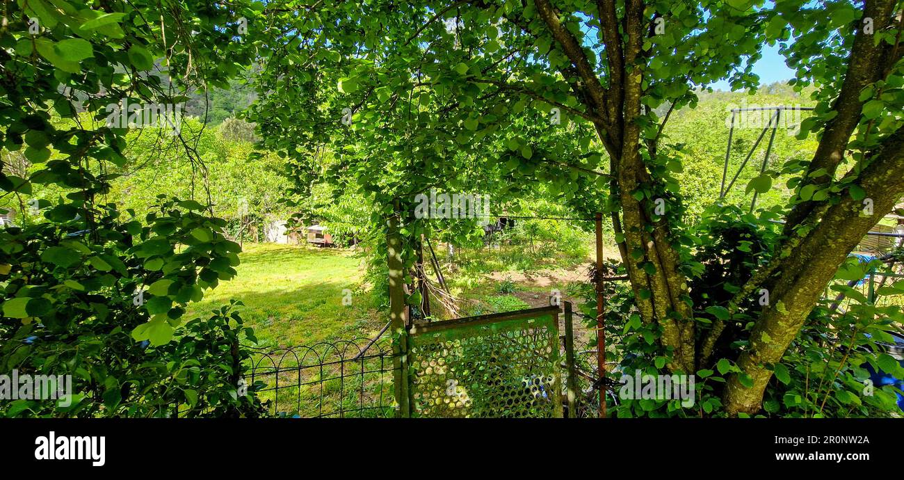 Vegetable garden, Bessèges, Gard, France Stock Photo - Alamy