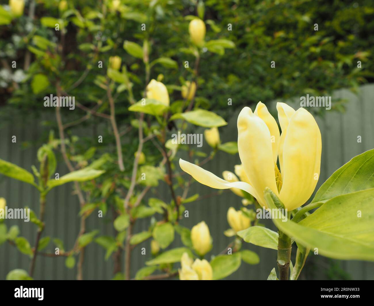 Yellow magnolia hi-res stock photography and images - Alamy