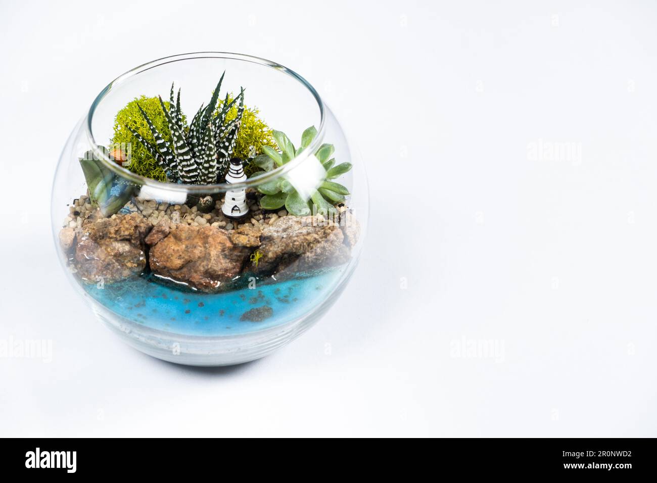 Florarium in a glass vase with haworthia, pachyphytum and other ...