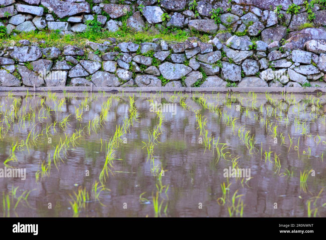 Flooded japanese rice fields hi-res stock photography and images - Alamy